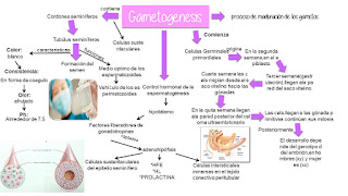 BLOG DE FISIOLOGIA SUSAN KARELY LOPEZ OROPEZA: MAPA CONCEPTUAL ...