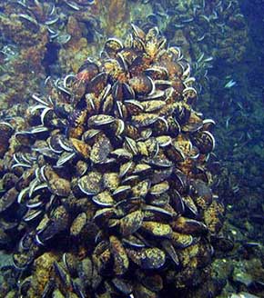 Dave Hubble's ecology spot: Entomology of Star Wars. Episode II ...