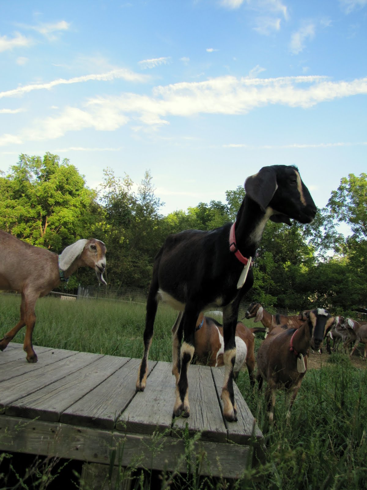 Mythic Meats: What are Bovids?