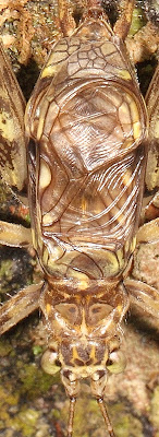 BunyipCo: April 2018