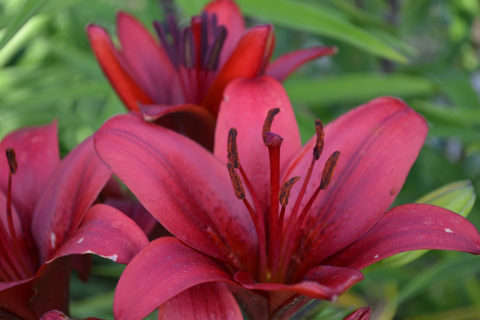 Sodo Stilius: Naujos raudonos lelijos