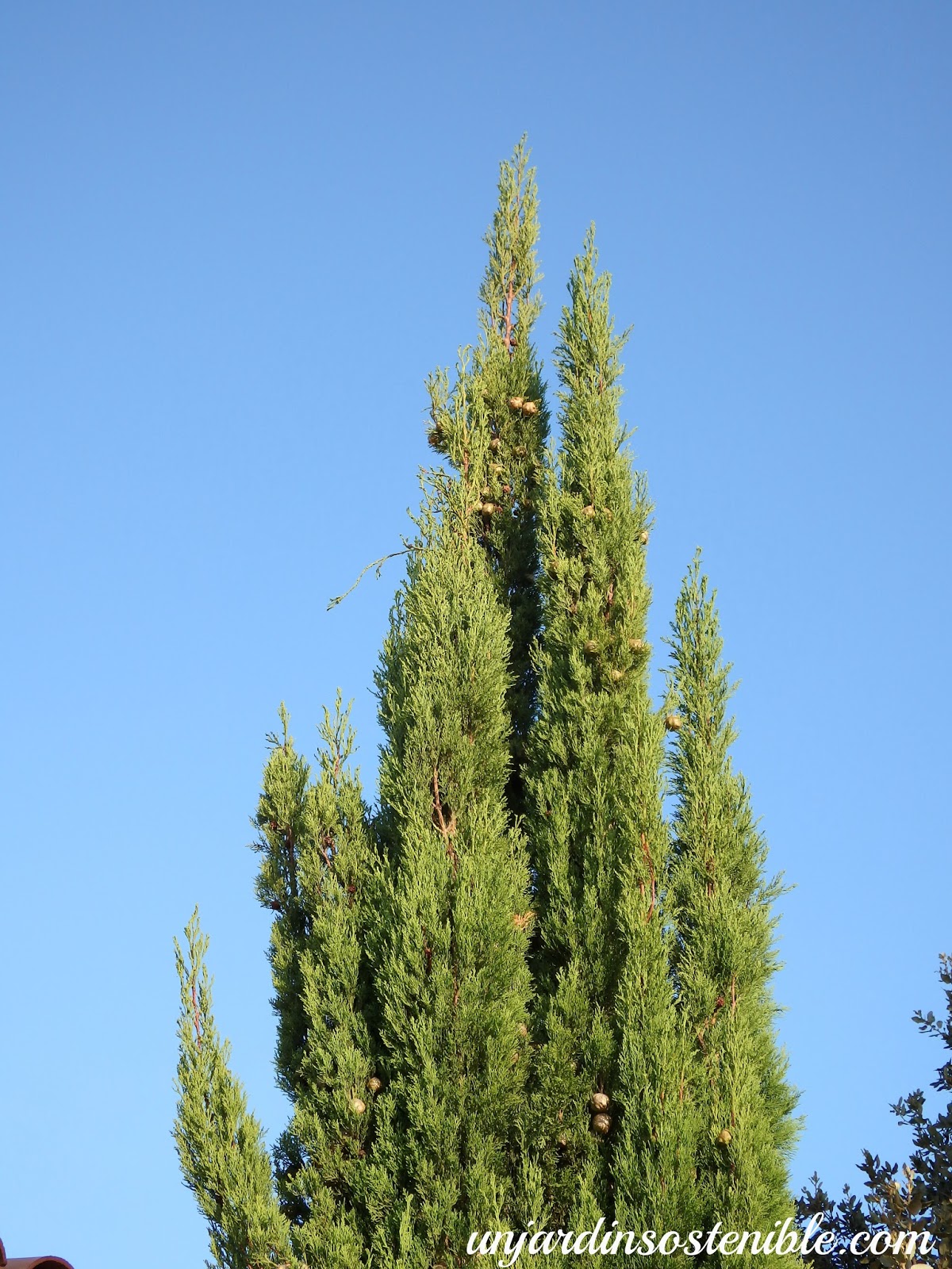 Cupressus sempervirens - Recomendaciones para efectuar seto o pantalla ...