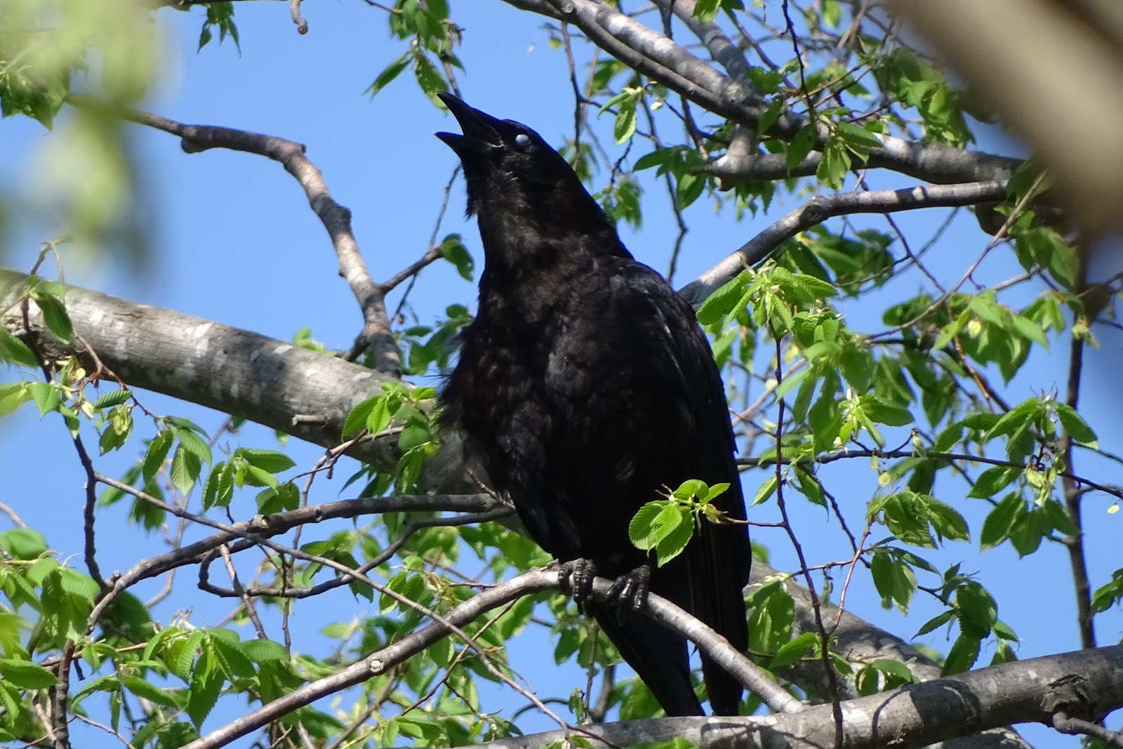 Notes from Halibut Point: Crow Socials