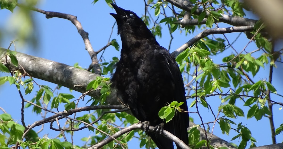 Notes from Halibut Point: Crow Socials