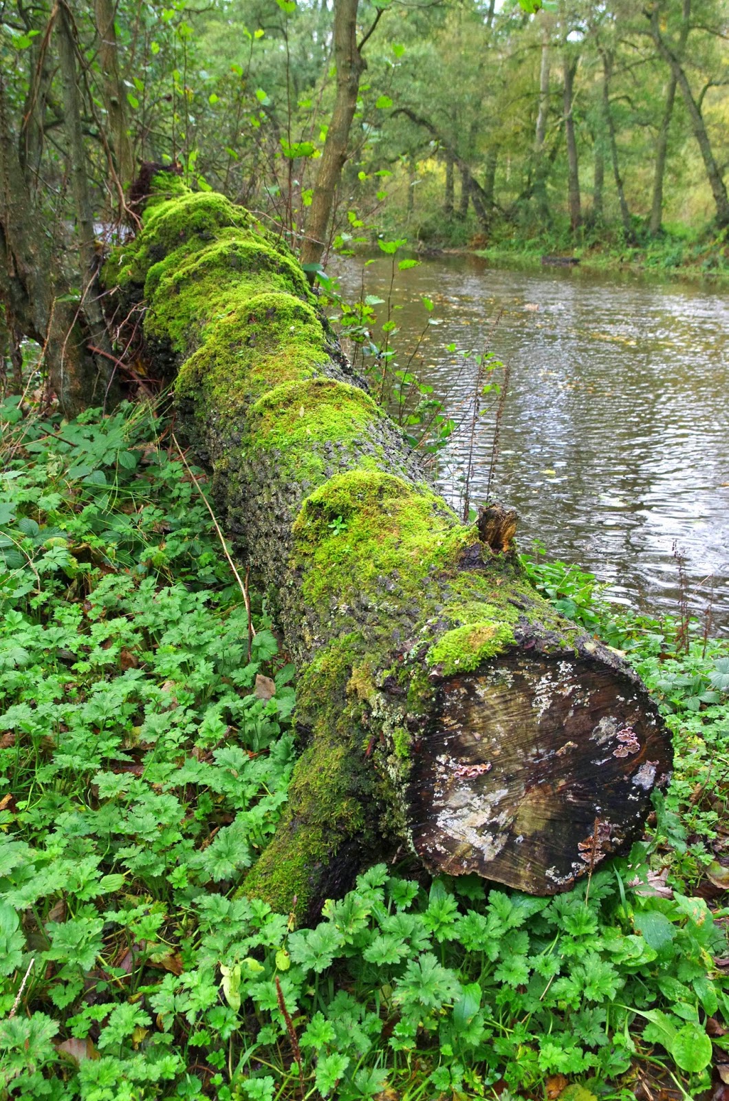 Out & About: Calver Mill and Weir