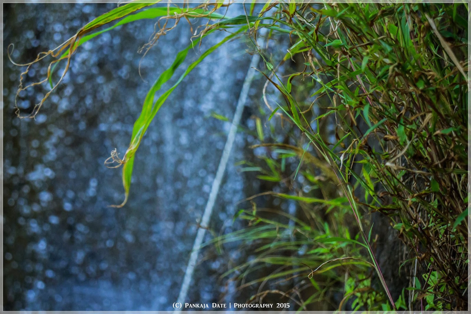 Field Clicks: Waterfall Rapelling at Diksal, Bhivpuri....