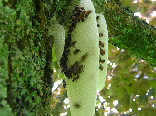 French wildlife and beekeeping: Honey bee photos in France