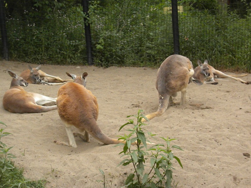 The Zoo Review: Zoo Review: Columbus Zoo and Aquarium