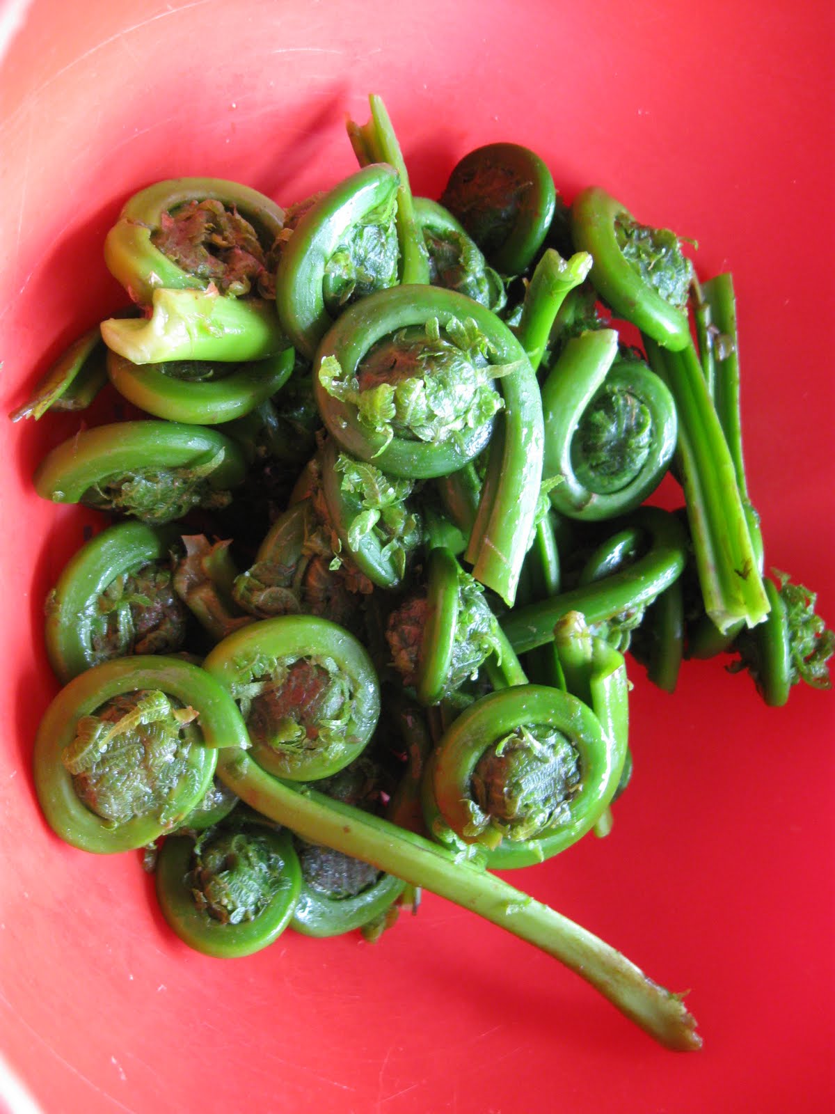 Vegetable Valhalla: Try fiddleheads! Thai fiddleheads!