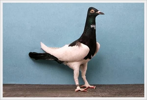 CooL PiGeons Breed - Musmech