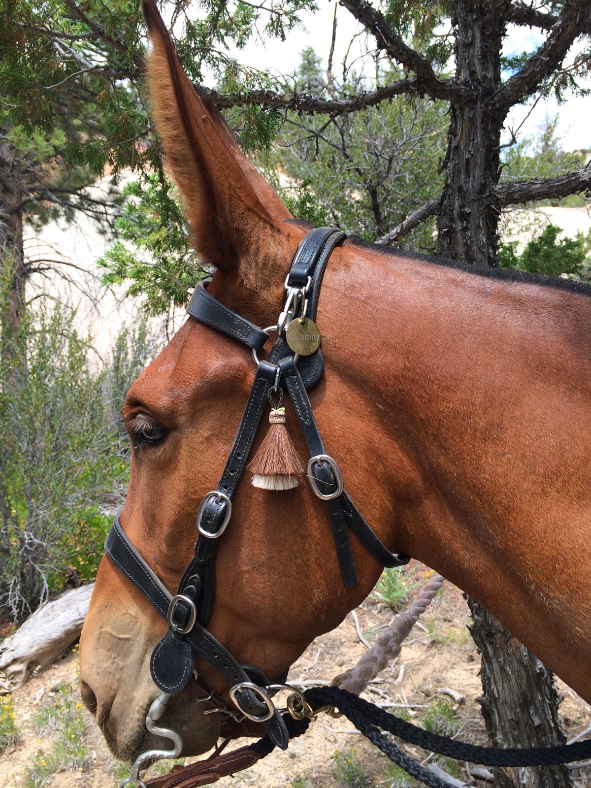 Longears and Sourdough: Southern Missouri Mule