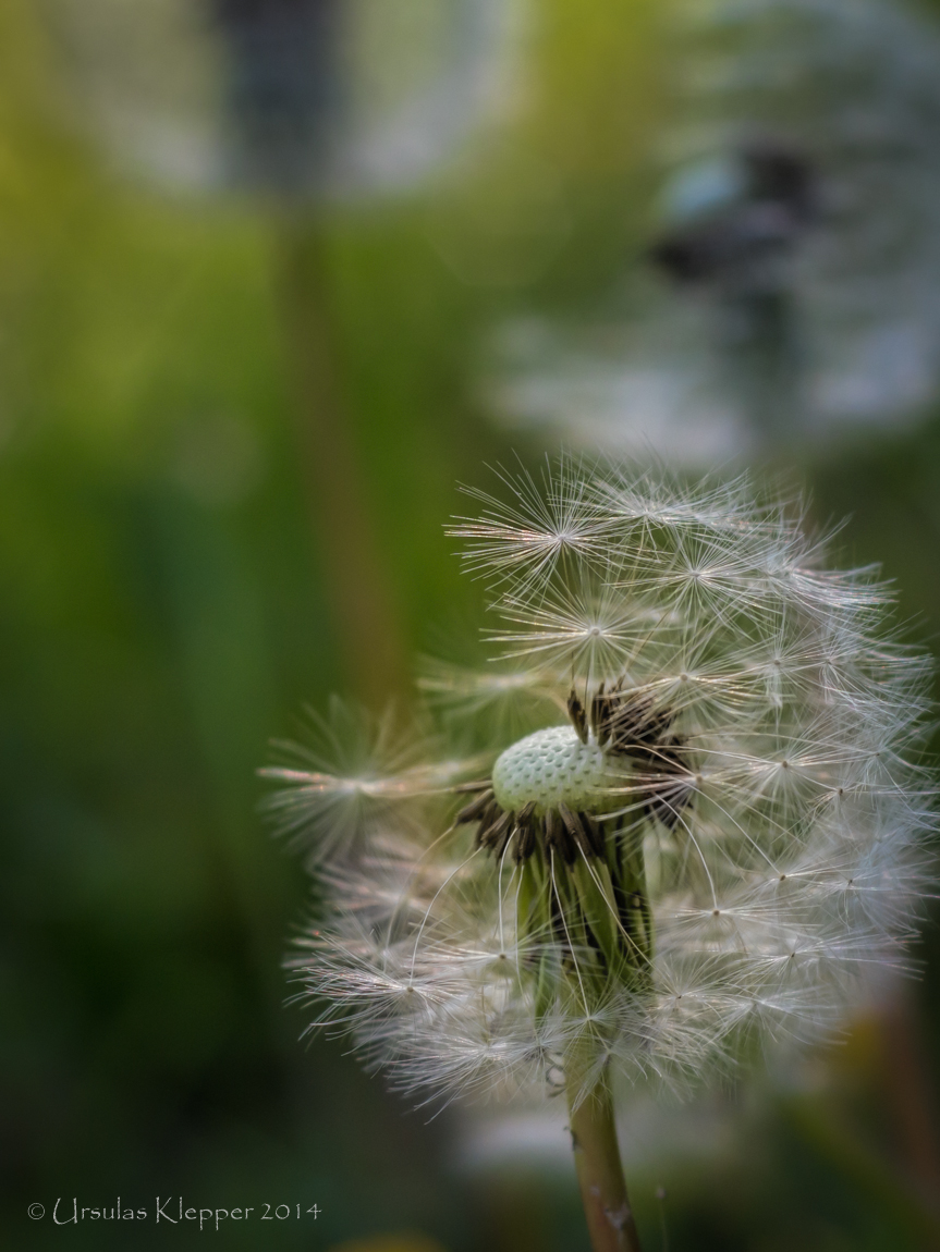 Garten Bilder: Die Pusteblume