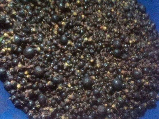 JERNANG (Daemonorops.Sp)