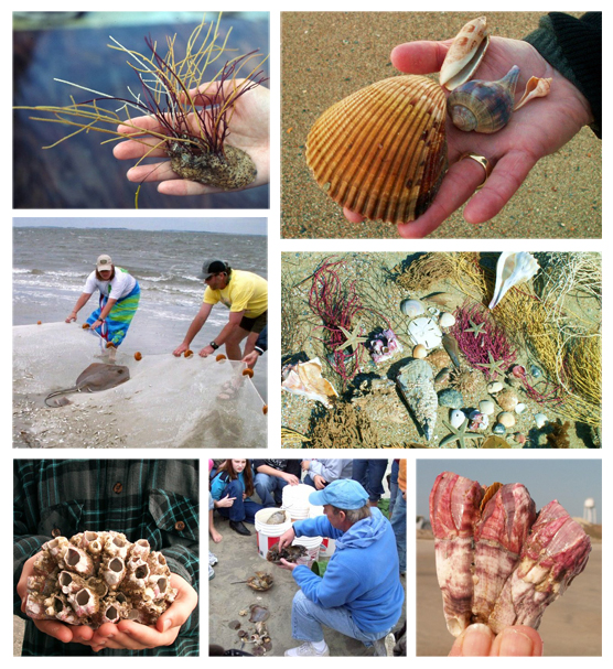 Live Like a Local: Beach Ecology Trips - Mermaid Cottages on Tybee ...