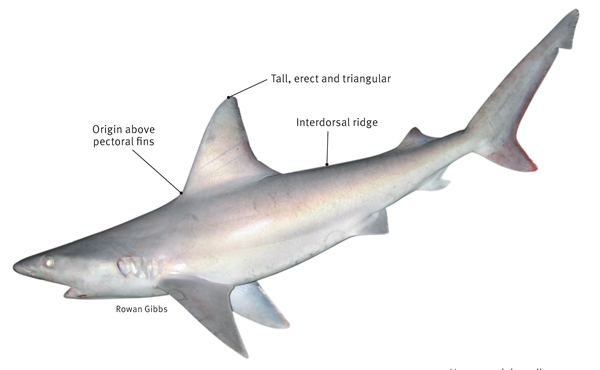 Tiburones en Galicia: mayo 2014