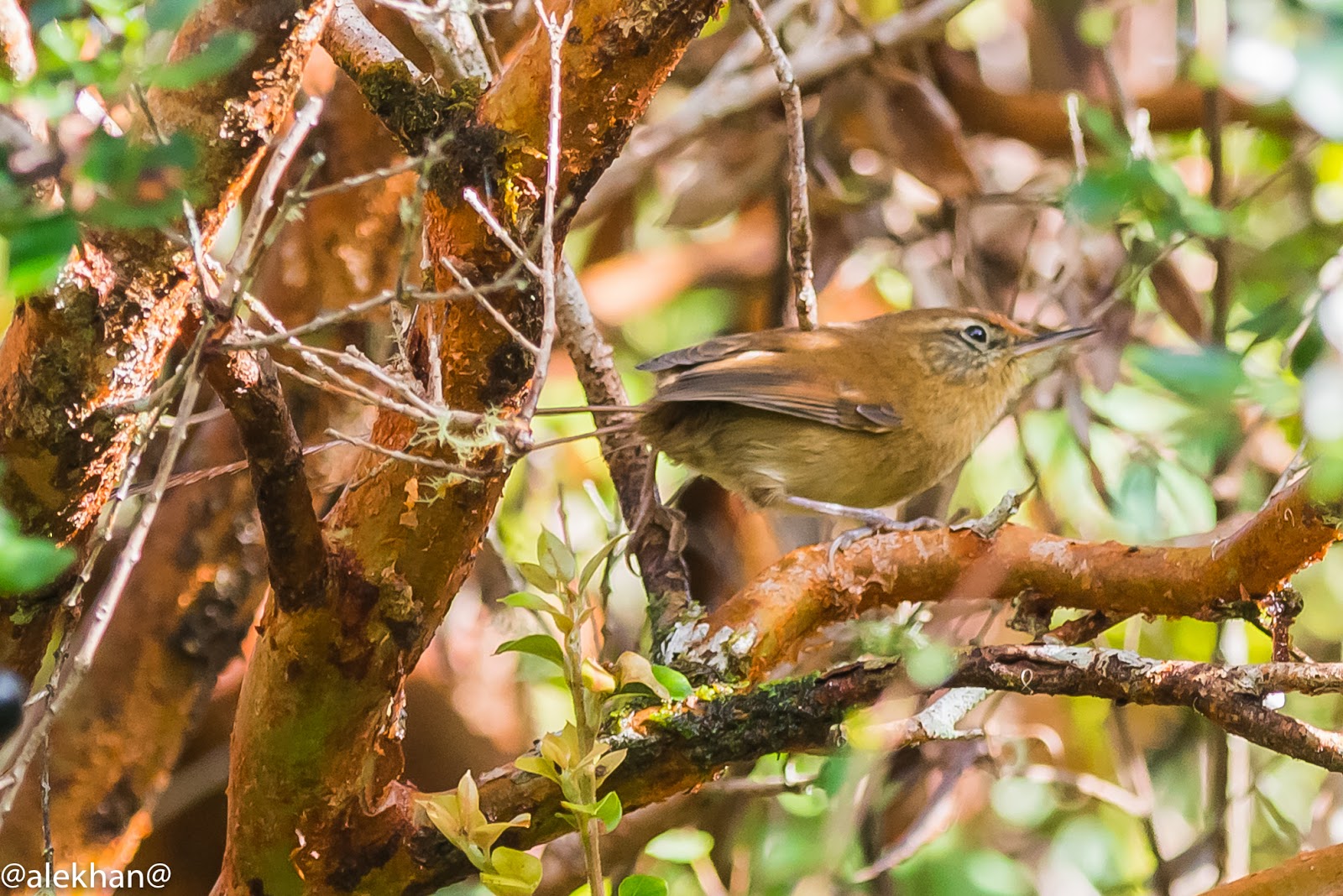 Pájaros, Pajarracos: Colilarga