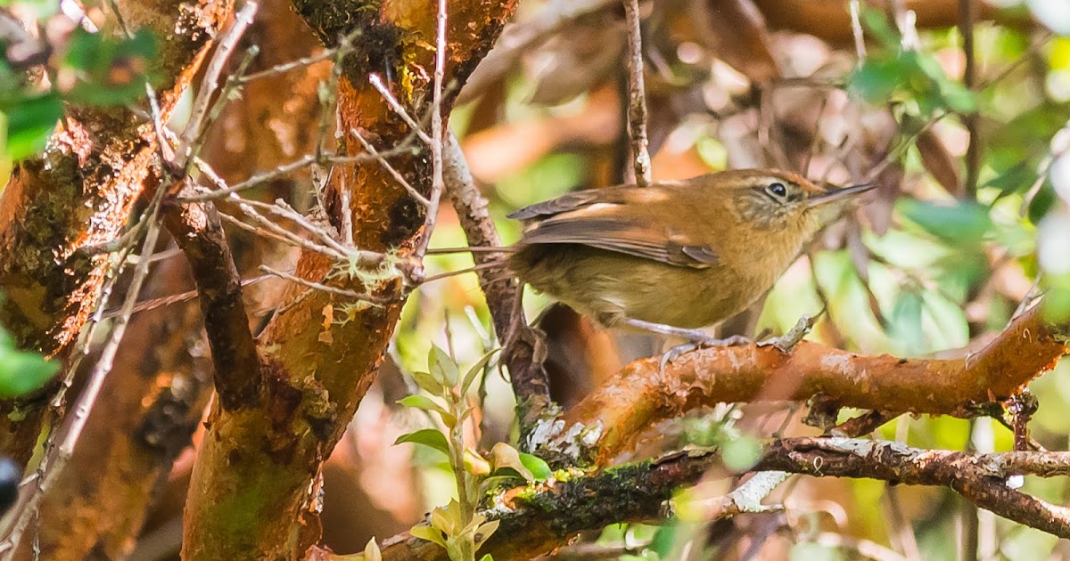 Pájaros, Pajarracos: Colilarga