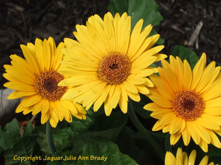 Julie Ann Brady : Blog On: Pretty Yellow Gerbera Daisies in my Flower ...
