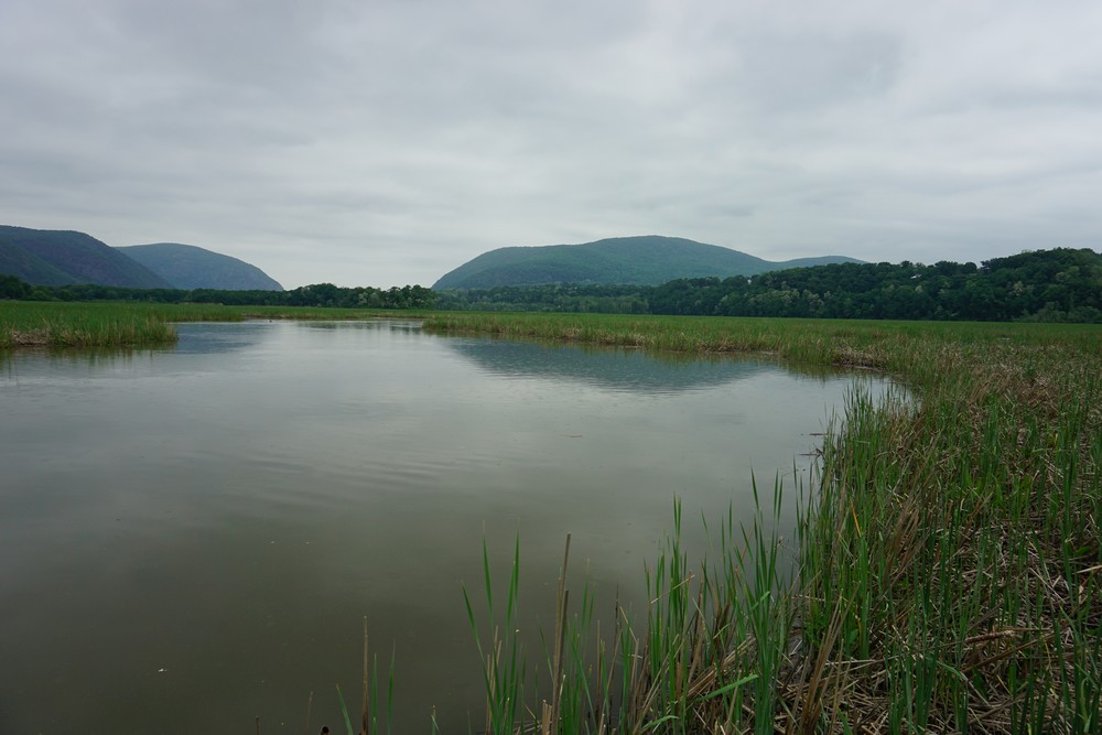 Harriman Hiker: Harriman State Park and Beyond: Constitution Marsh ...