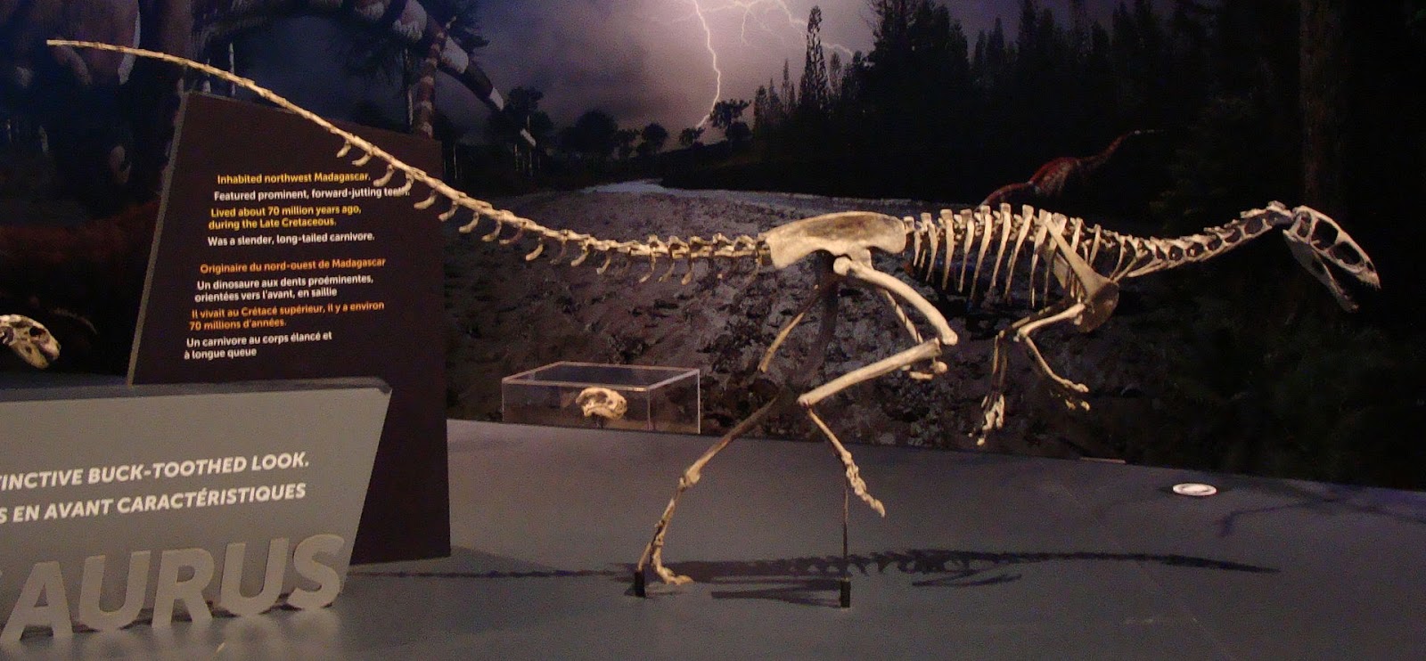 Prehistoric Beast of the Week: Masiakasaurus: Beast of the Week
