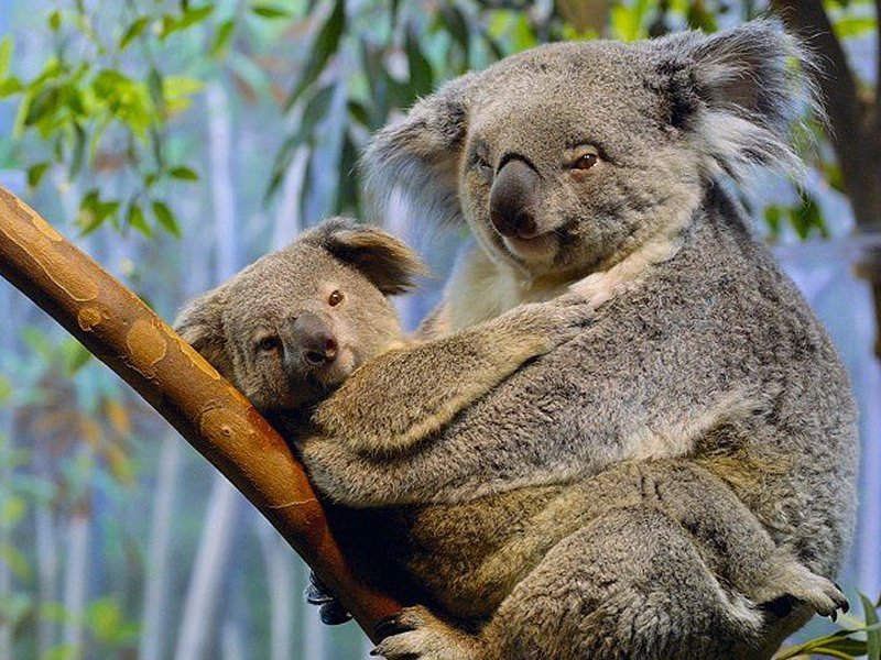 Koala Animal | Interesting Facts & Latest Pictures | All Wildlife ...