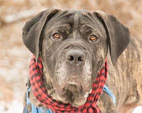 Talking Dogs at For Love of a Dog: Adopt Sebastian a #Mastiff Dog ...