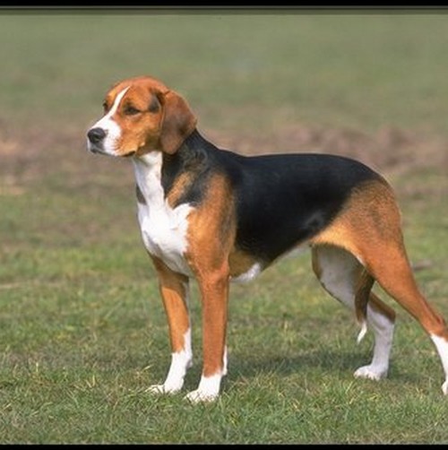 American Foxhound Breeds and Photos and Videos | List of Dogs Breeds