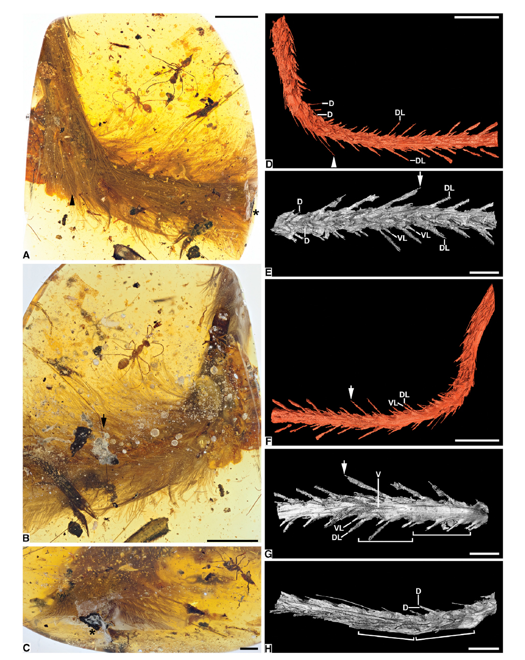 Theropoda: Una coda di dinosauro conservata nell’ambra!