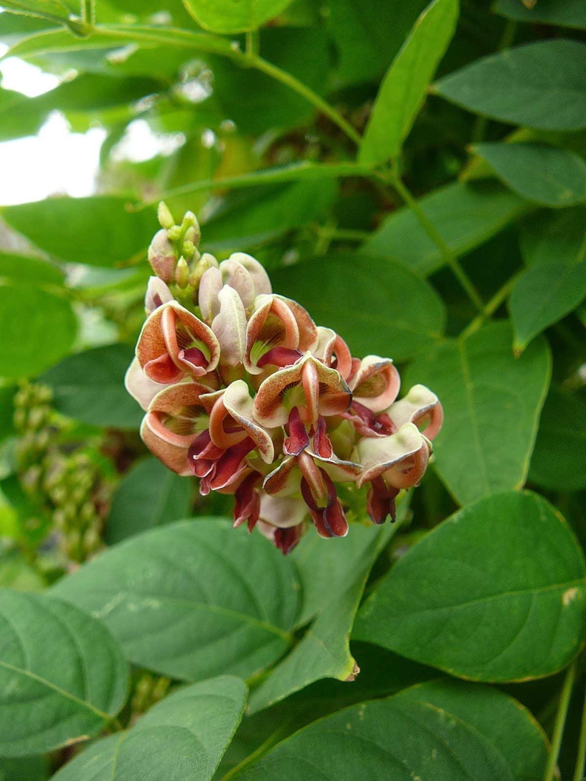 People, Plants, Landscapes: American Ground Nut or Hopniss