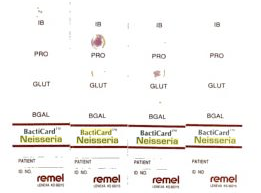 Taha's Bug Blog: BactiCard Neisseria - Lab