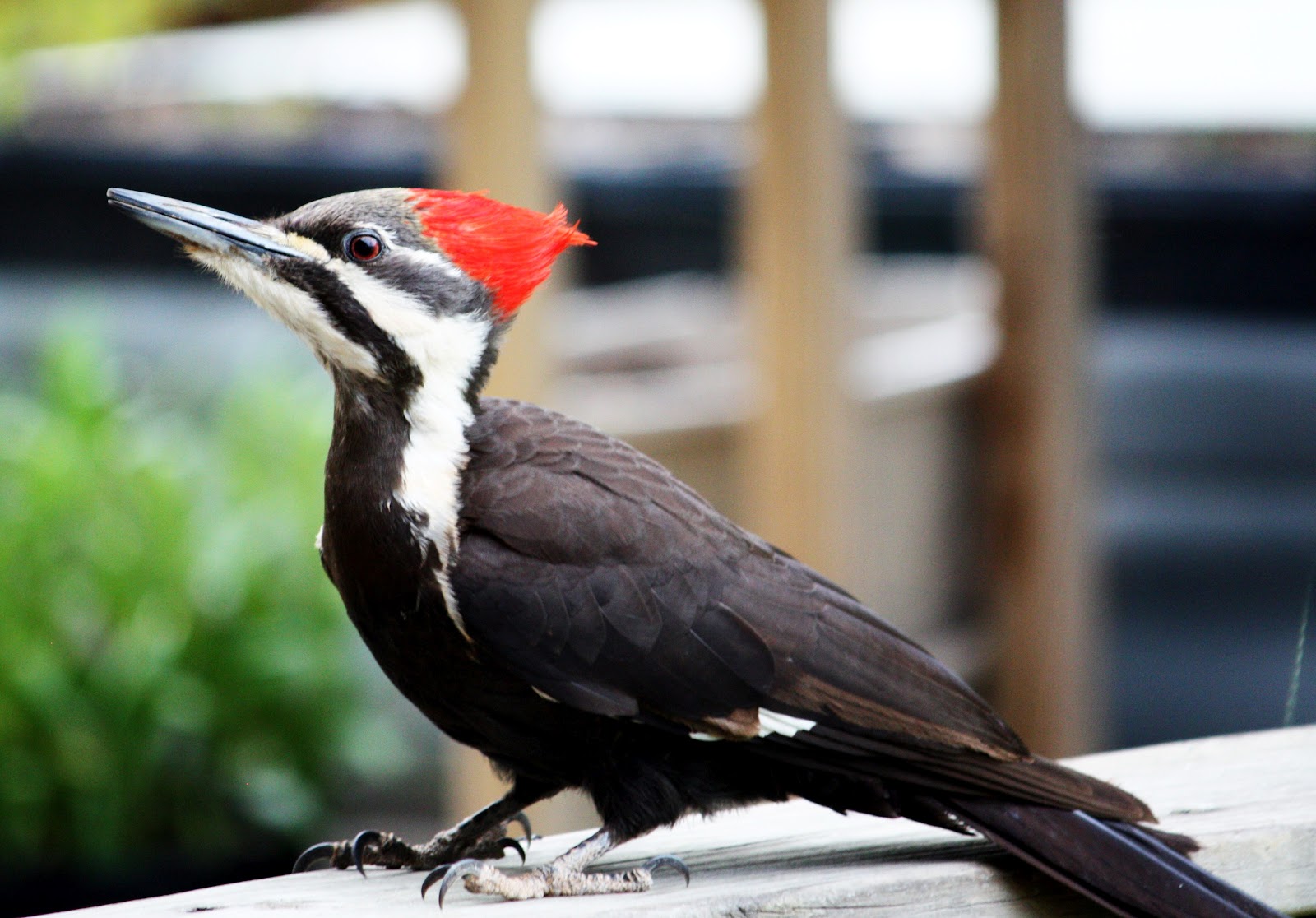 Round The Bend: Wild Bird Wednesday