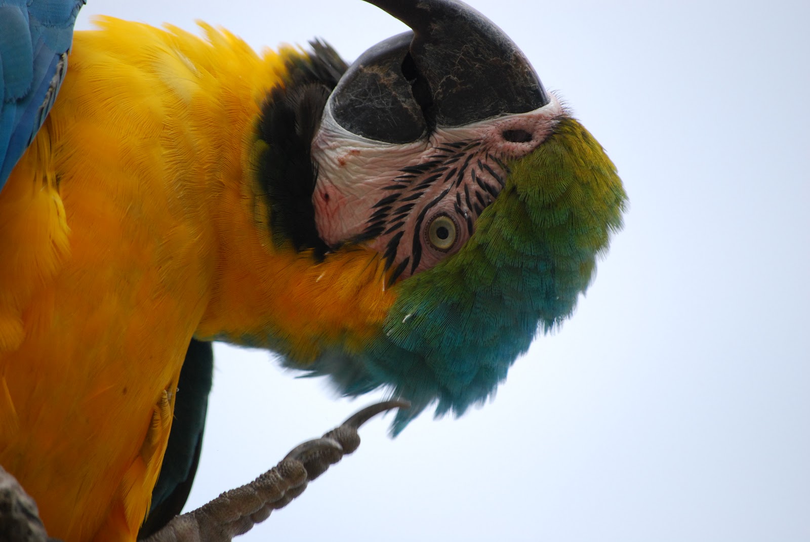 Humboldtina - Venezuela: Gelbbrustara - Ara ararauna - Guacamaya Azul y ...