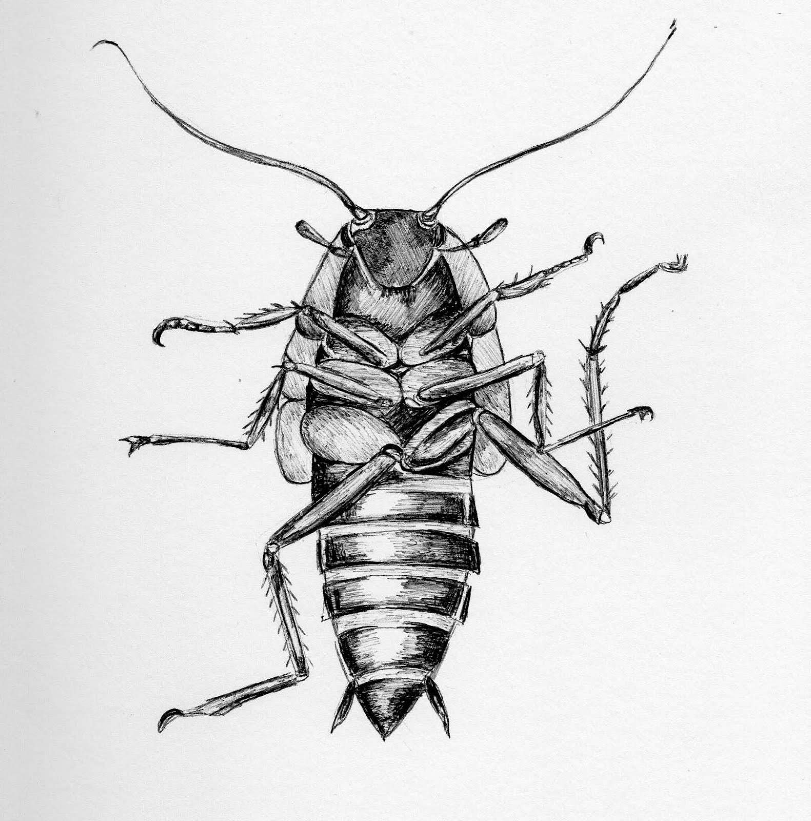 the scenic route...: Biro Bugs