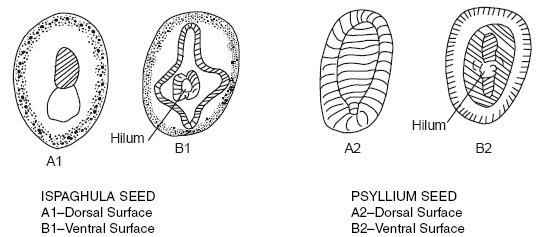 Plantago Seed-Psyllium seed; Plantain seed; Flea seed; Ispaghula ...