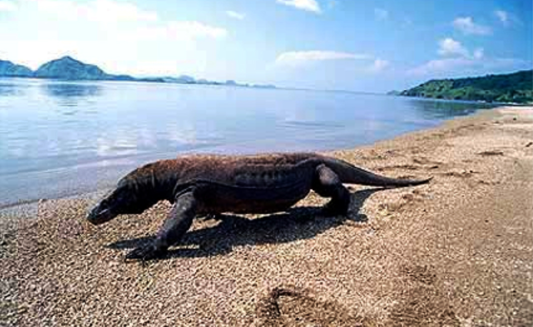 The Beauty Landscape of Indonesia: Reveals the beauty of Komodo ...
