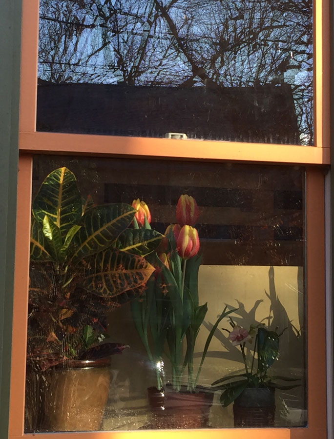 Tulips in our window box - Ultimate Guard To Gardening