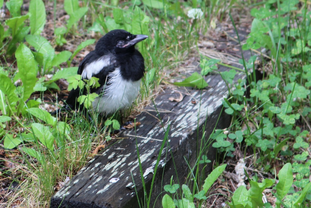 What Do I Know?: Wet Little Magpie and Noisy Parent