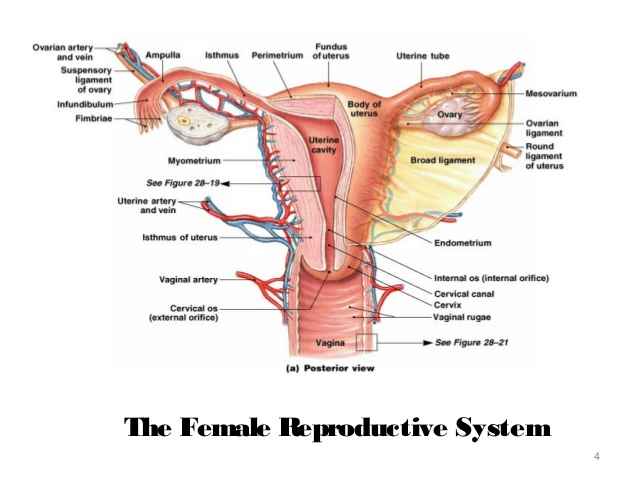 Female Reproductive System Health Images Reference