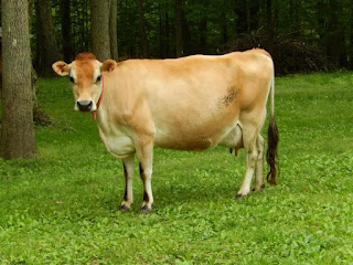 Sapi Perah: JENIS-JENIS SAPI PERAH