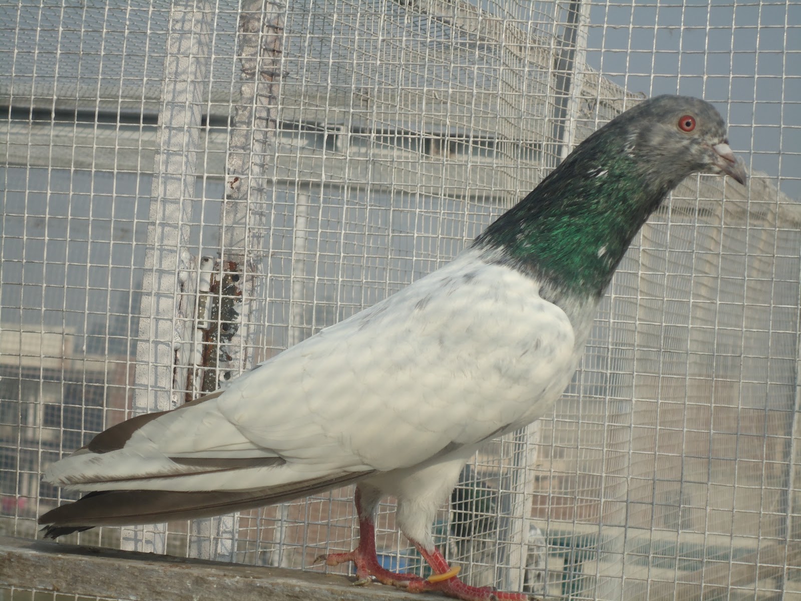Tiger high flying Pigeons ~ Pigeons Photos | Pigeons Care | Pigeons For Sale | Kabootar Baaz ...
