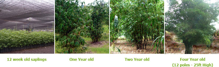 Marinduque Rising: Biomass Energy