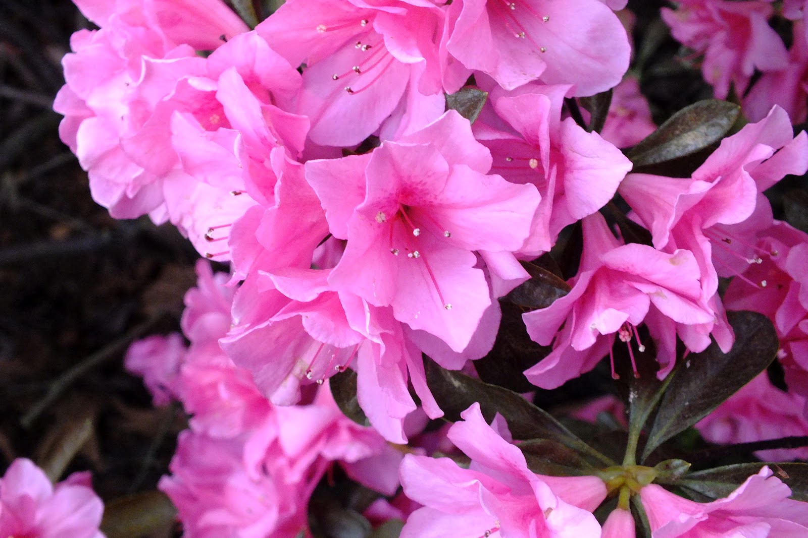 Gene's Garden: Azalea's in full bloom