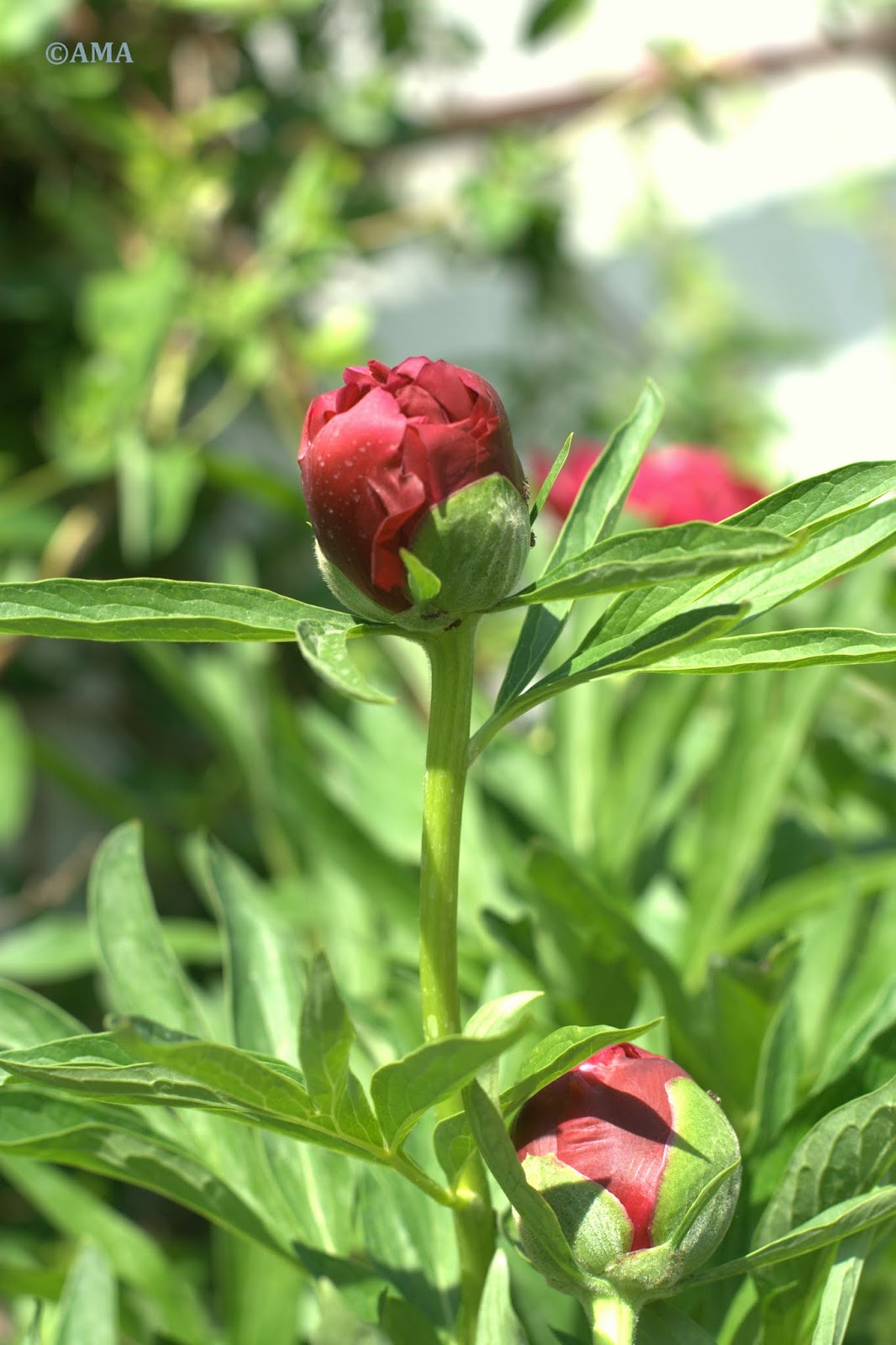 Bujorul de gradina (Paeonia officinalis) - Pastelurile Naturii