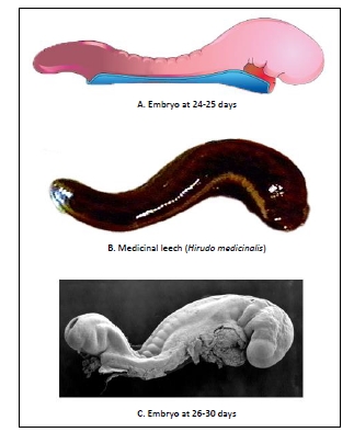 Embryology in the Qur’ān: External appearance of the embryo as a Leech