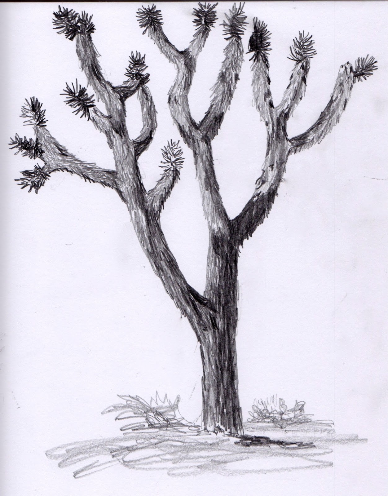 Scott's Creativity for Sanity: Joshua Tree Sketch