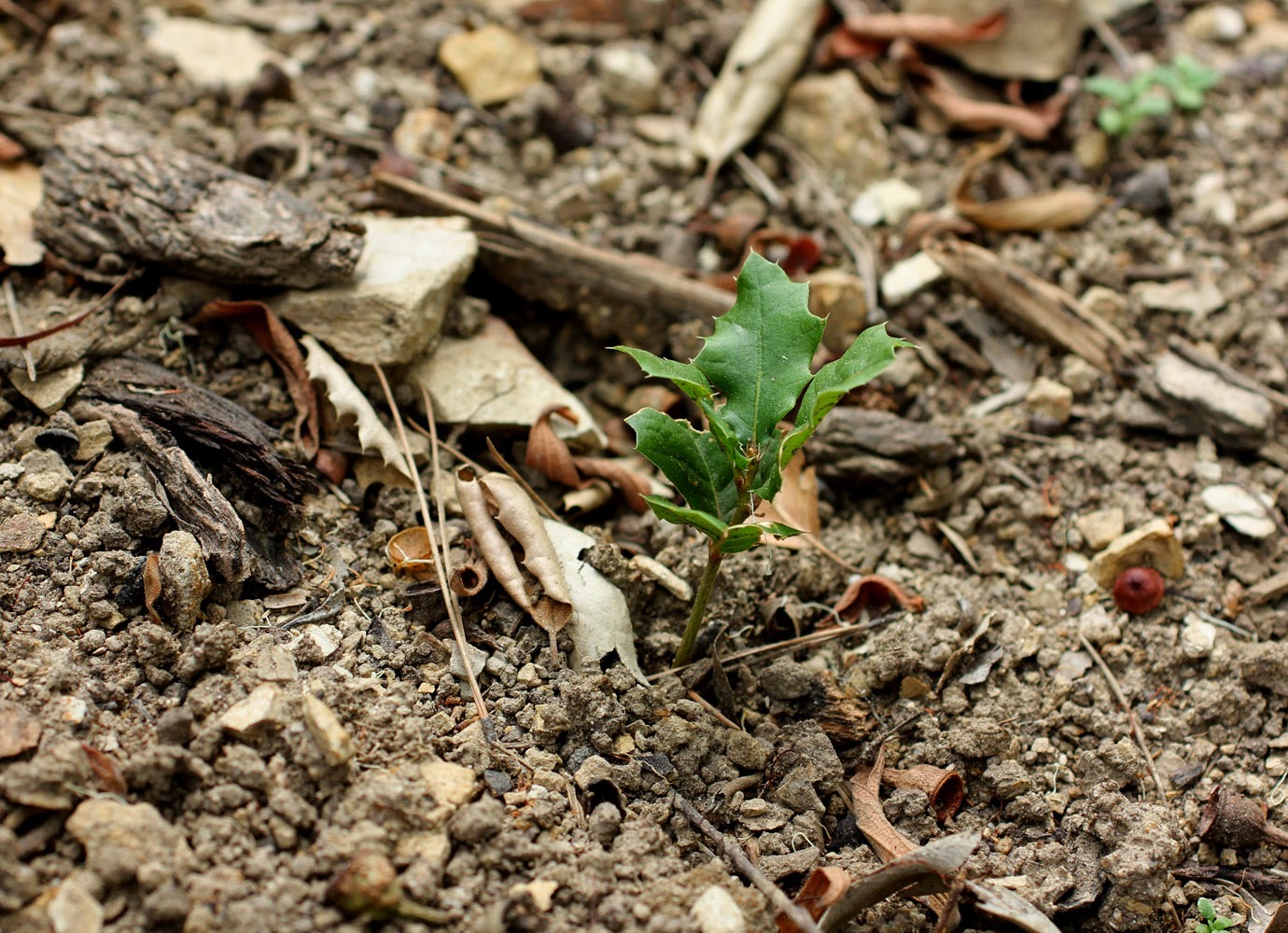 Illuminated Perfume: Celtic Tree Month of Oak