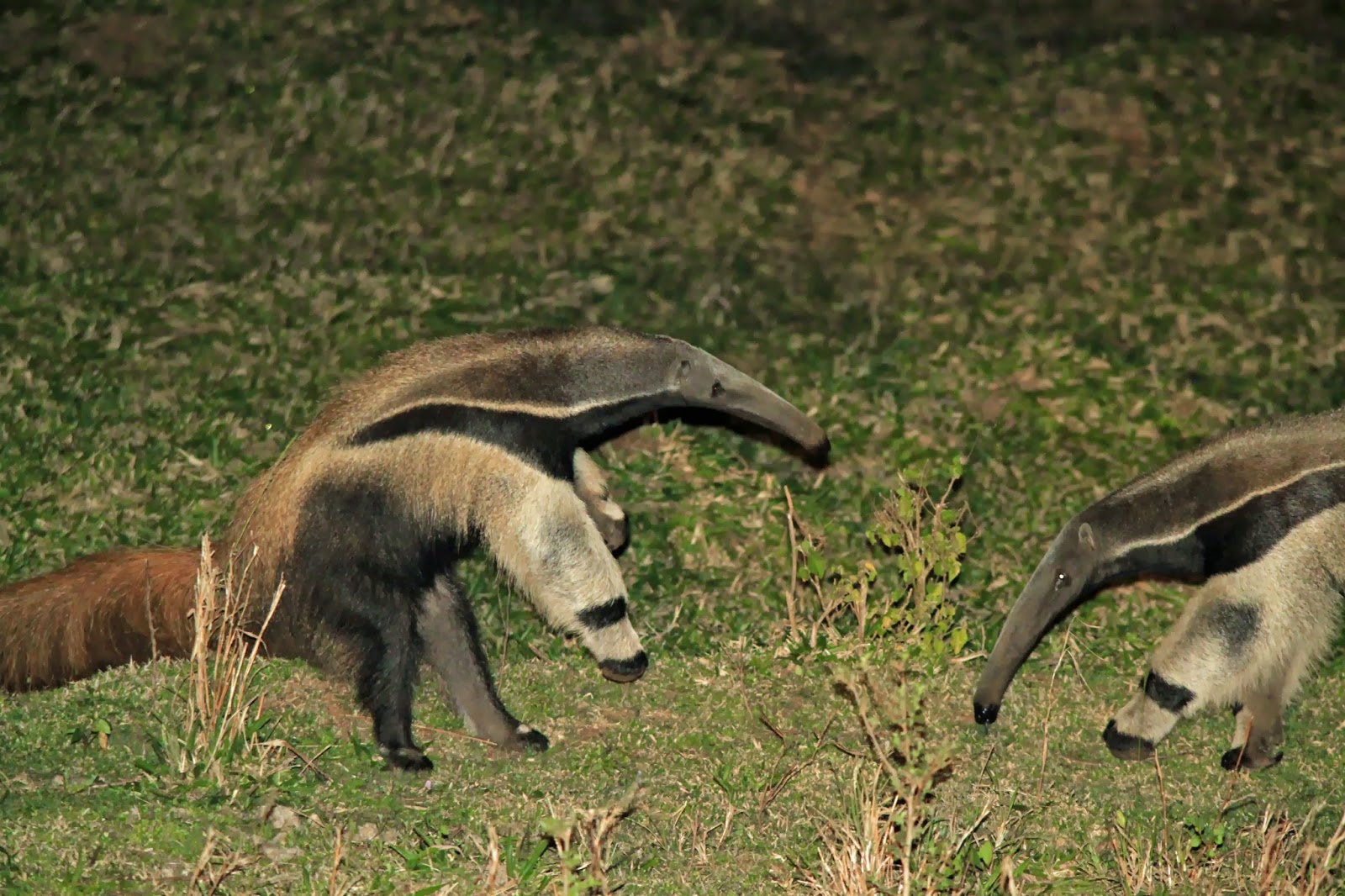 The Ginger Naturalist : September 2013