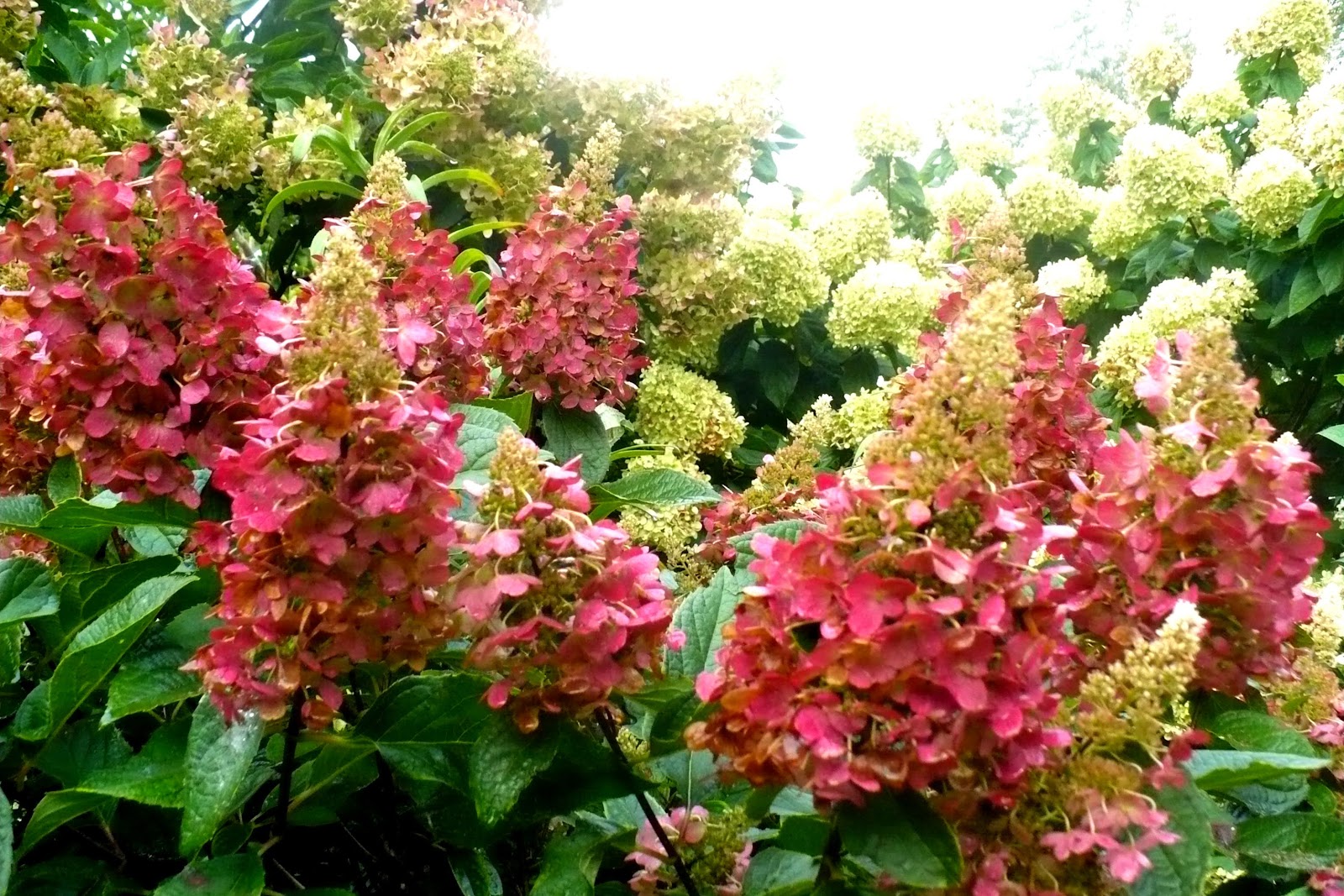 Hydrangea, Hortensja: Hydrangea paniculata (Hortensja bukietowa)'Ruby ...