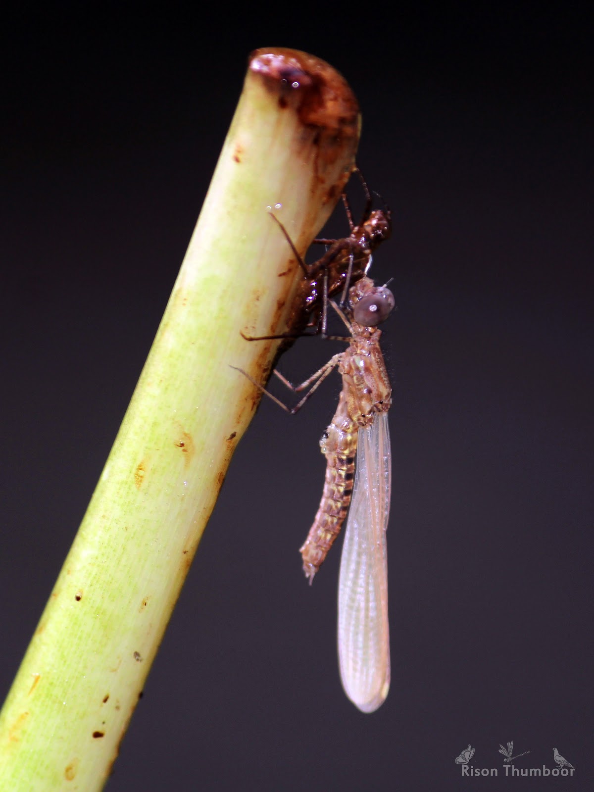 Dragonflies and Damselflies Of Kerala: Newly Emerged & Tenerals of ...