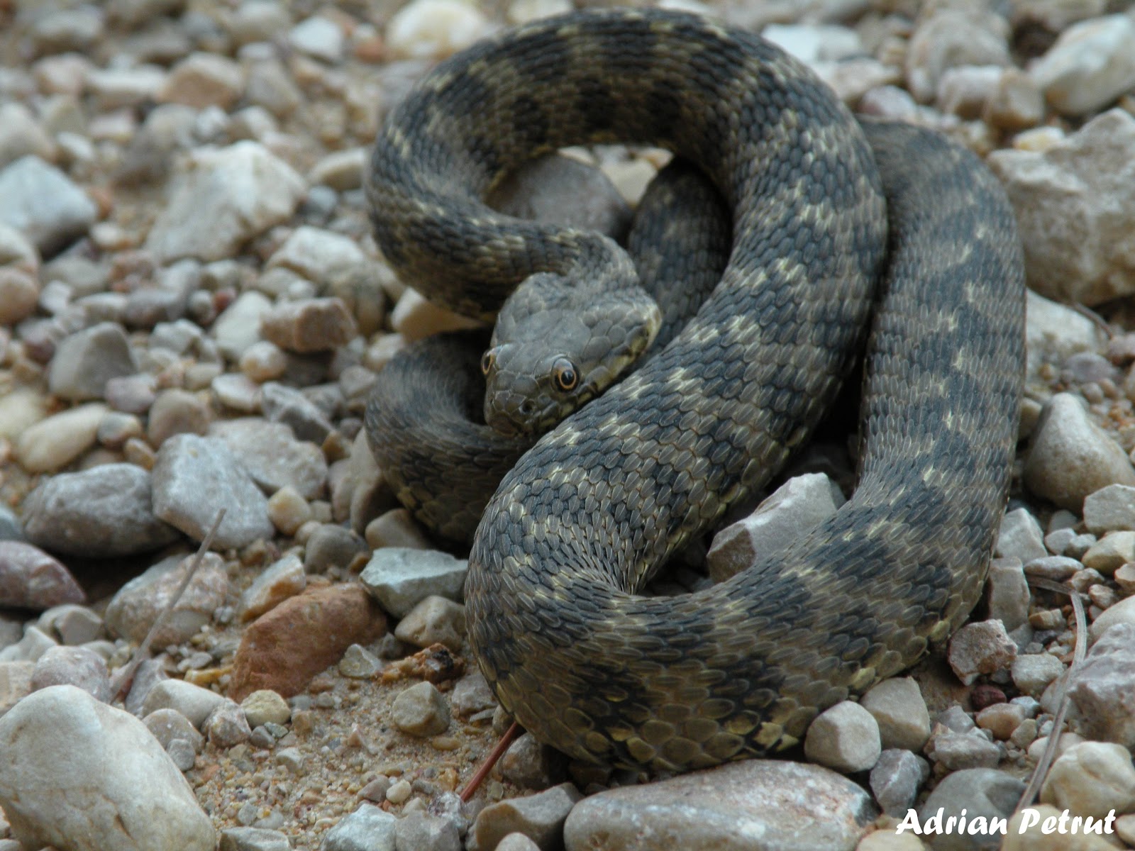 FOTO&NATURA: Culebra viperina (Natrix maura)